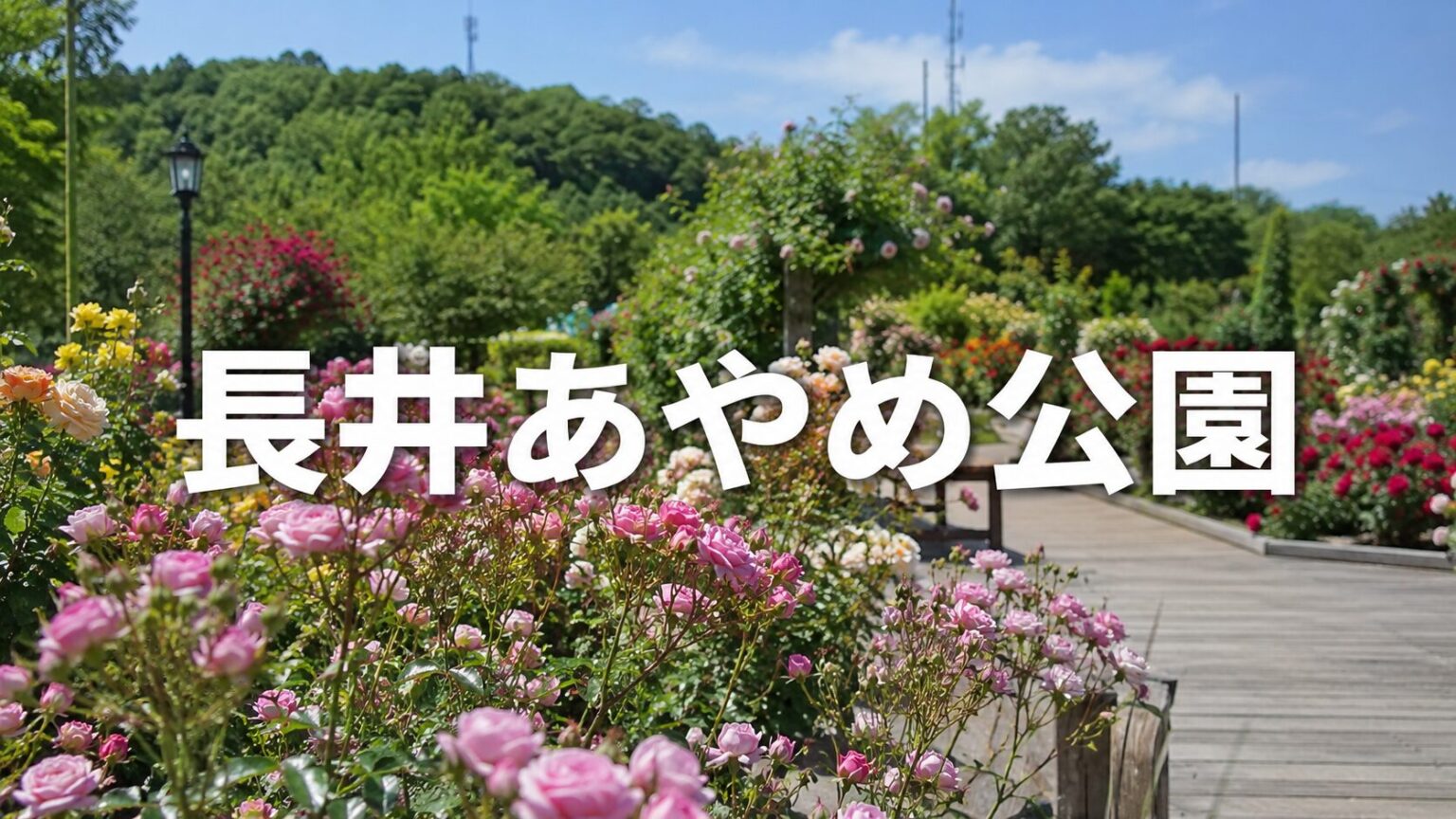 【長井あやめ公園2026】開花状況や見頃は？駐車場や入園料もチェック！ | 加藤健一の旅log